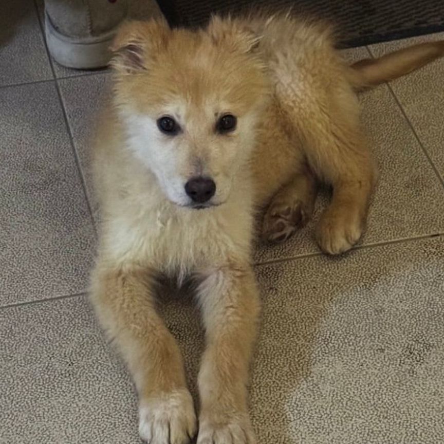 Щенок в добрые руки