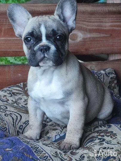 Французский бульдог щенки