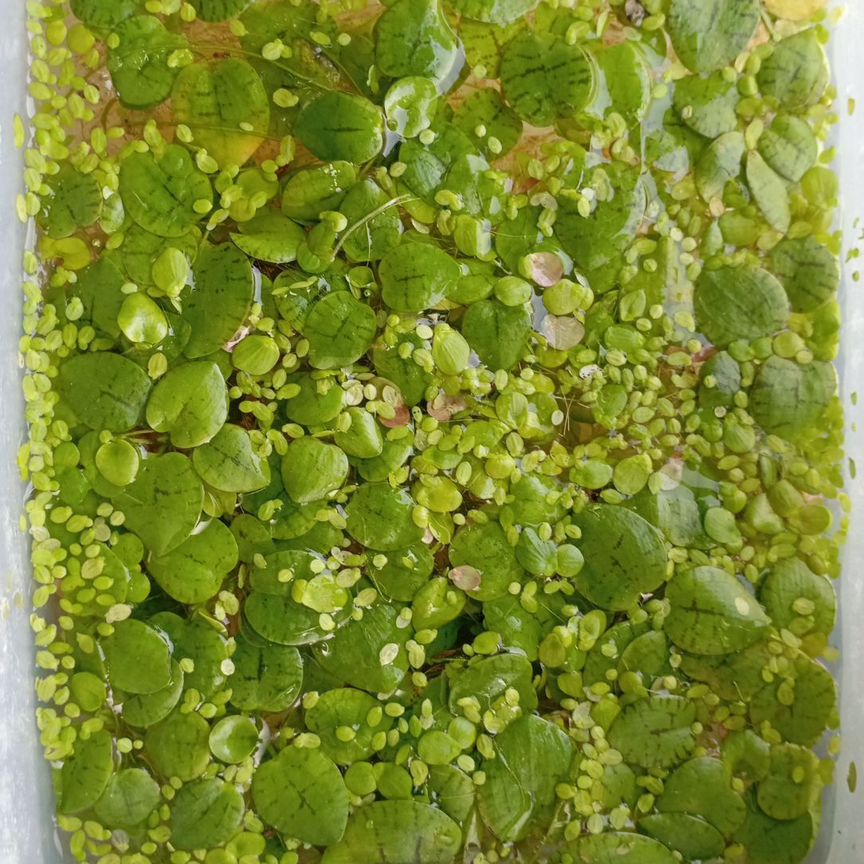 Аквариумные растения