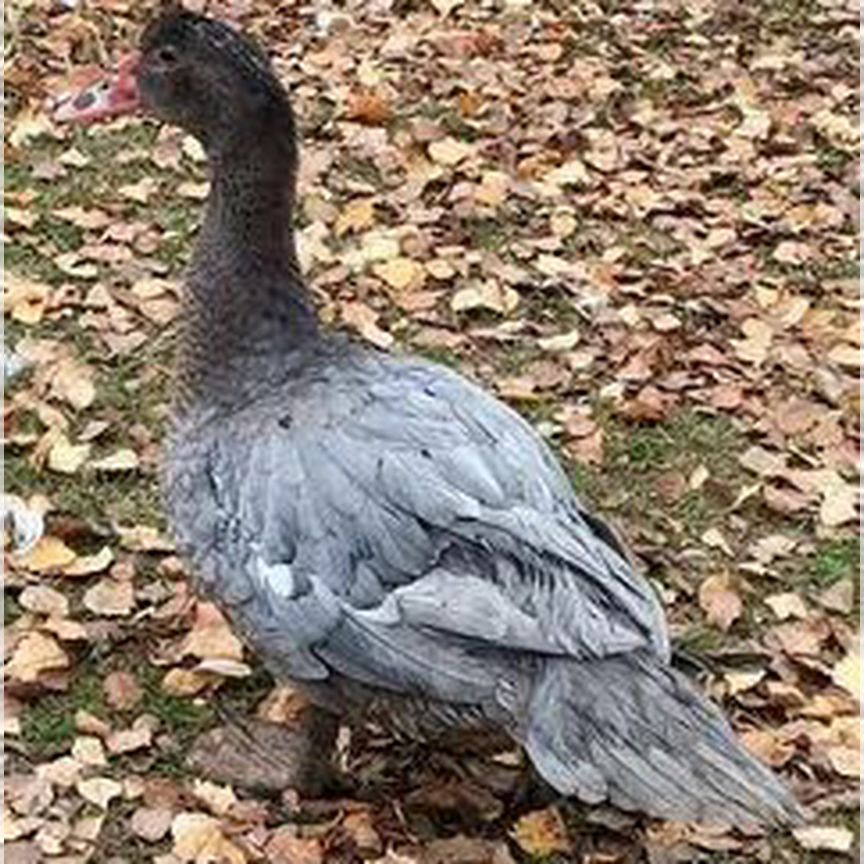 Индоутки самцы