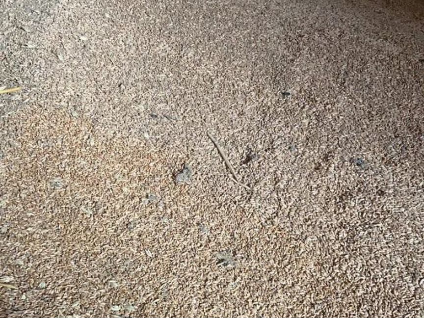 Кормовая кукуруза, Семечко на корм