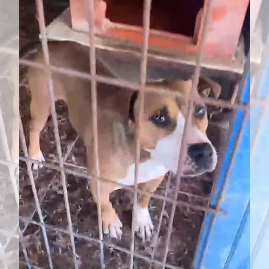 Американский питбультерьер, взрослый пёс