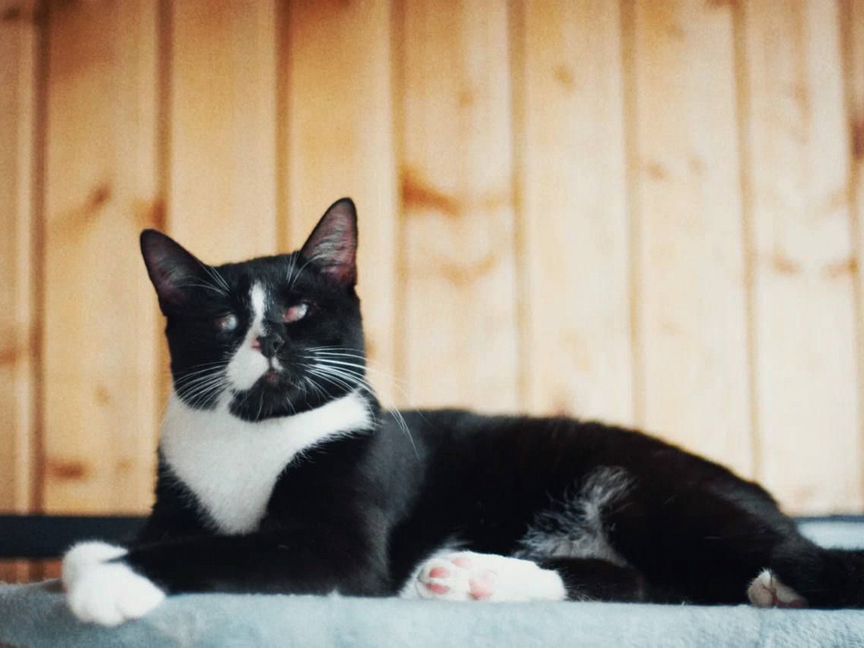 Слепой котик Гомер ждет чуда