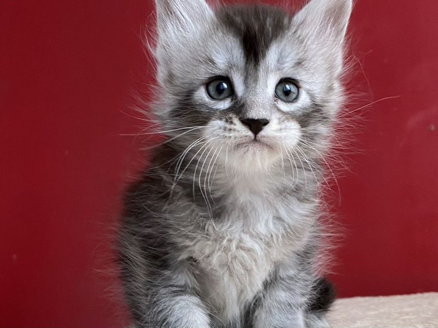 Маленький котик мейн-кун