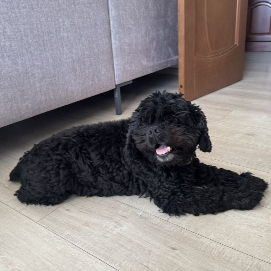 Найдена собака Пятигорск