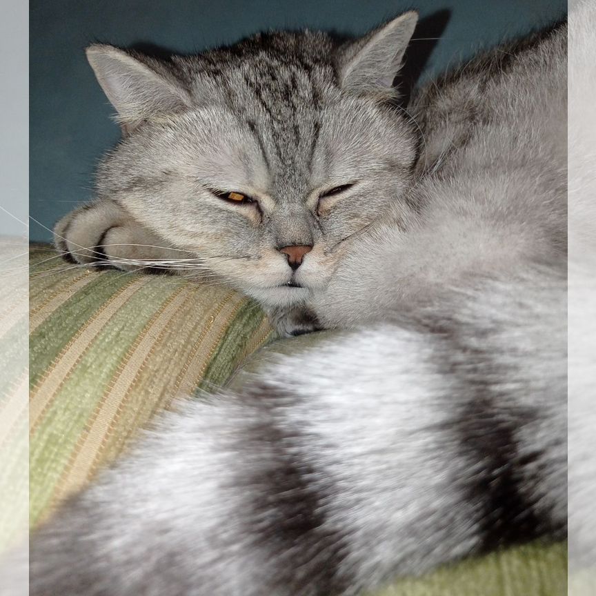 Кошка скоттиш страйт (шотландская прямоухая)