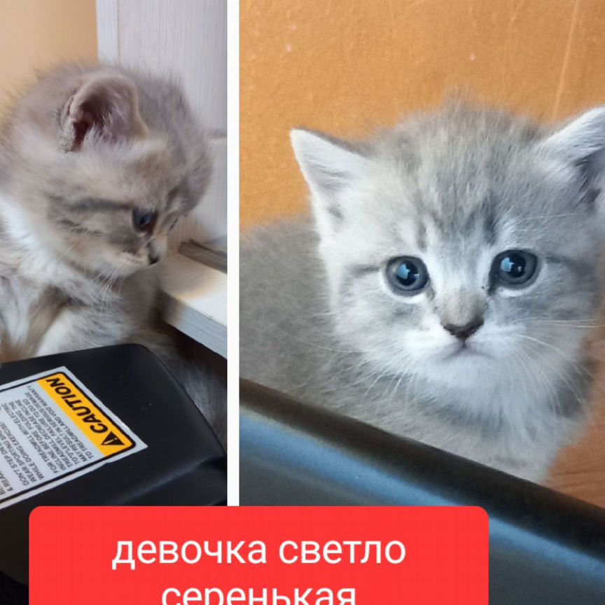 Шотландские котята