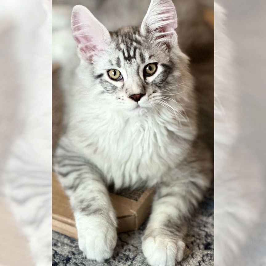 Котёнок мейн-кун 4месяца