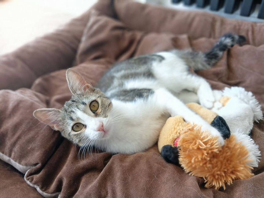 Кошка Алиса, ищет дом