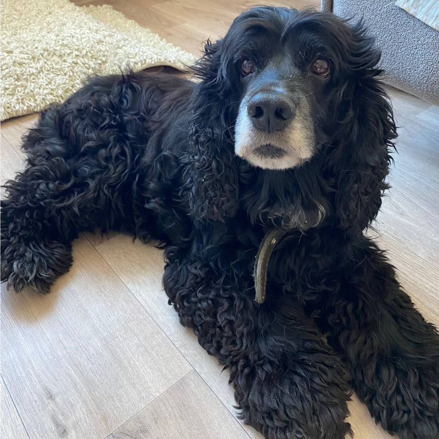 Американский кокер спаниель черный
