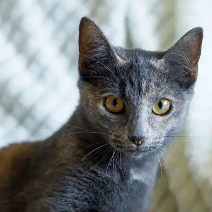 Кошечка Мышка 4 месяца с доставкой