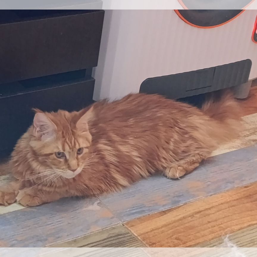 Мейн-кун котёнок