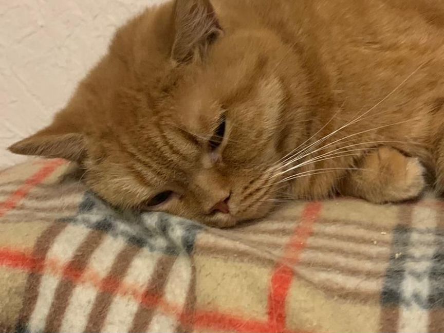 Отдам кошку в добрые руки