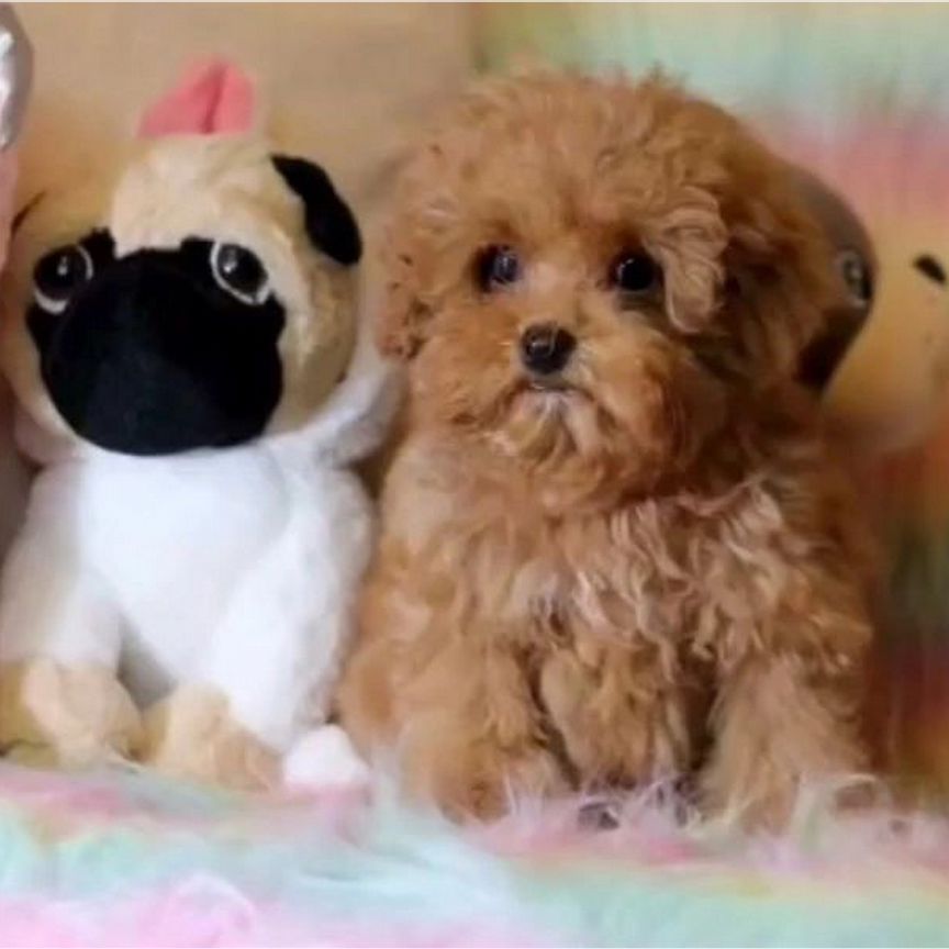 Выбор мальтипу и Тедди