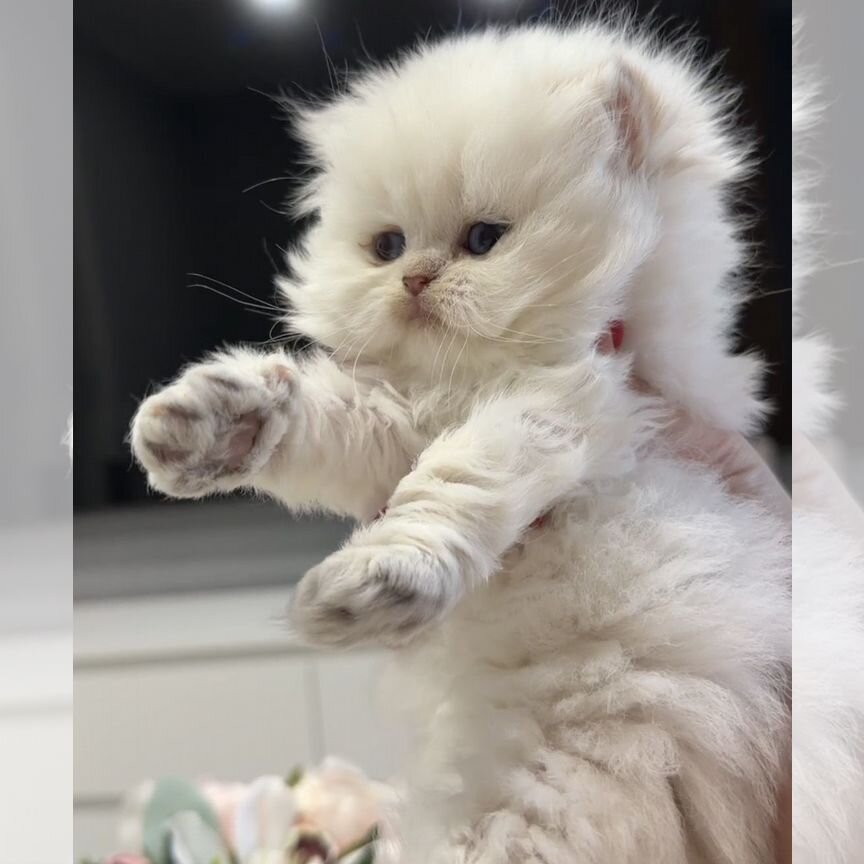 Британский длинношёрстный котёнок