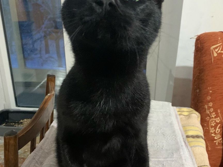 Шикарная черная кошечка