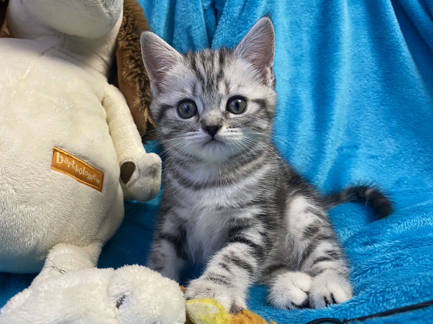 Чистокровная шотландская кошечка