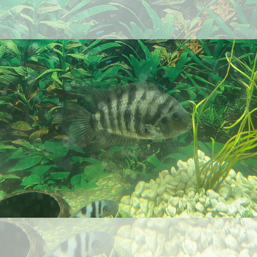 Цихлиды чернополосые