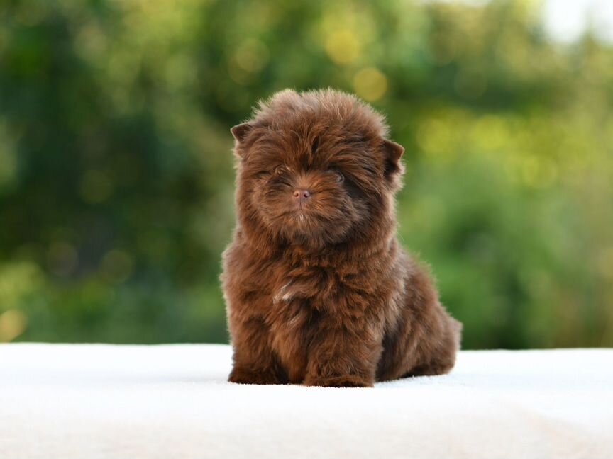 Девочка шпиц йорк