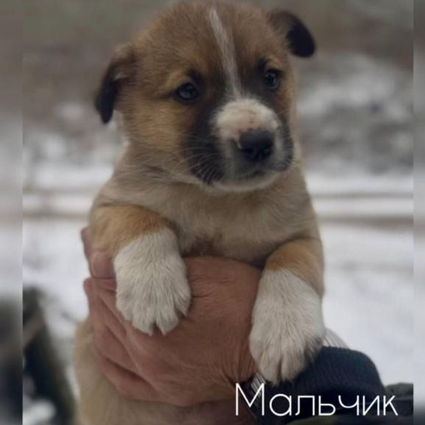 Щенок в добрые руки
