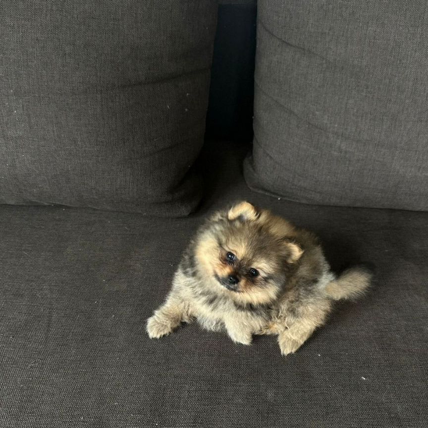 Щенки шпица