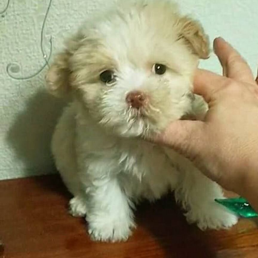 Мальтипу, щенок