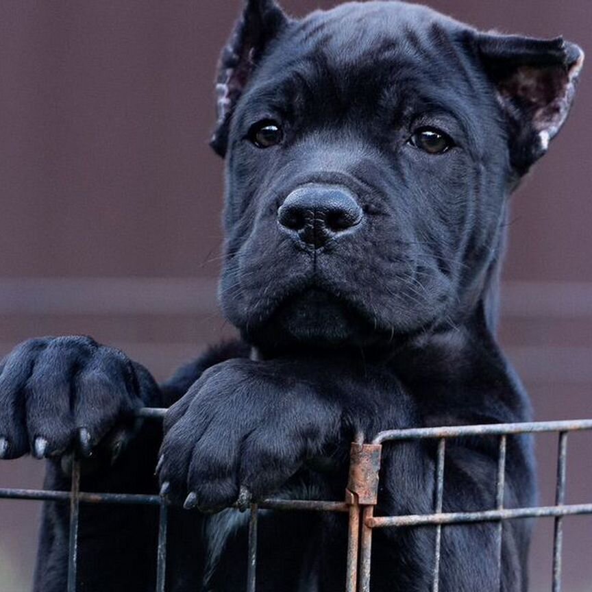 Кане-корсо, щенок