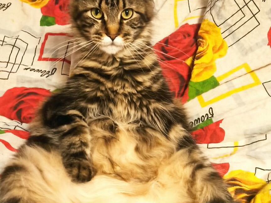 Продам Кошку Мейн-Кун породистая