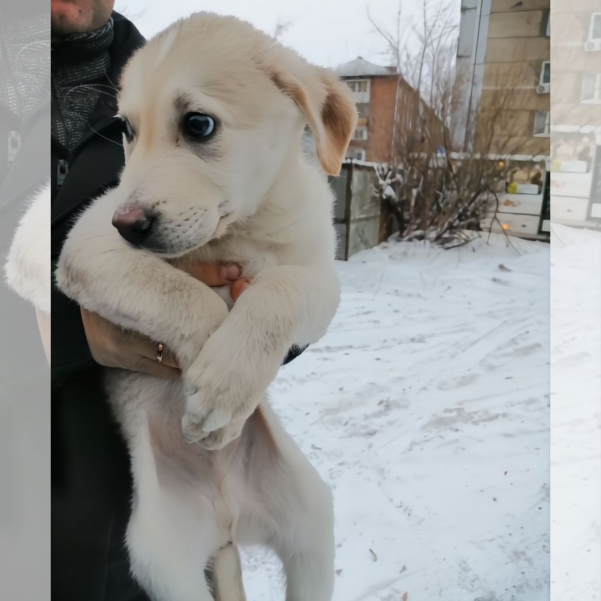 Щенок в добрые руки