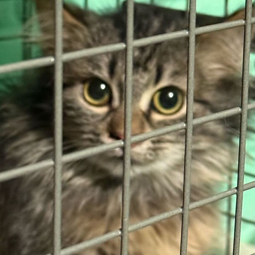 Котик в добрые руки