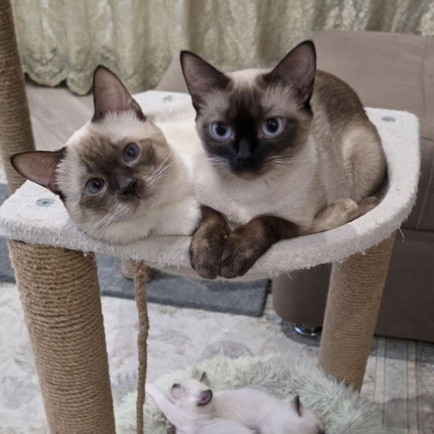 Тайский котёнок