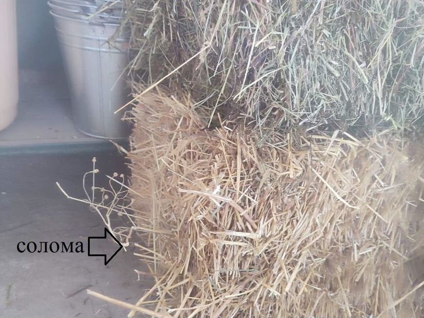 Сено и солома в тюках