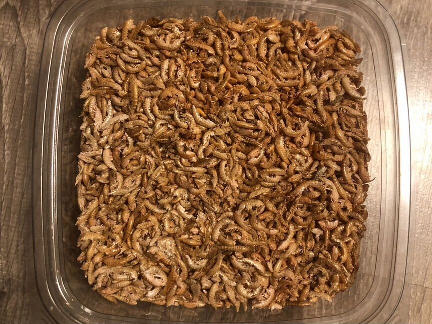 Гаммарус сушеный