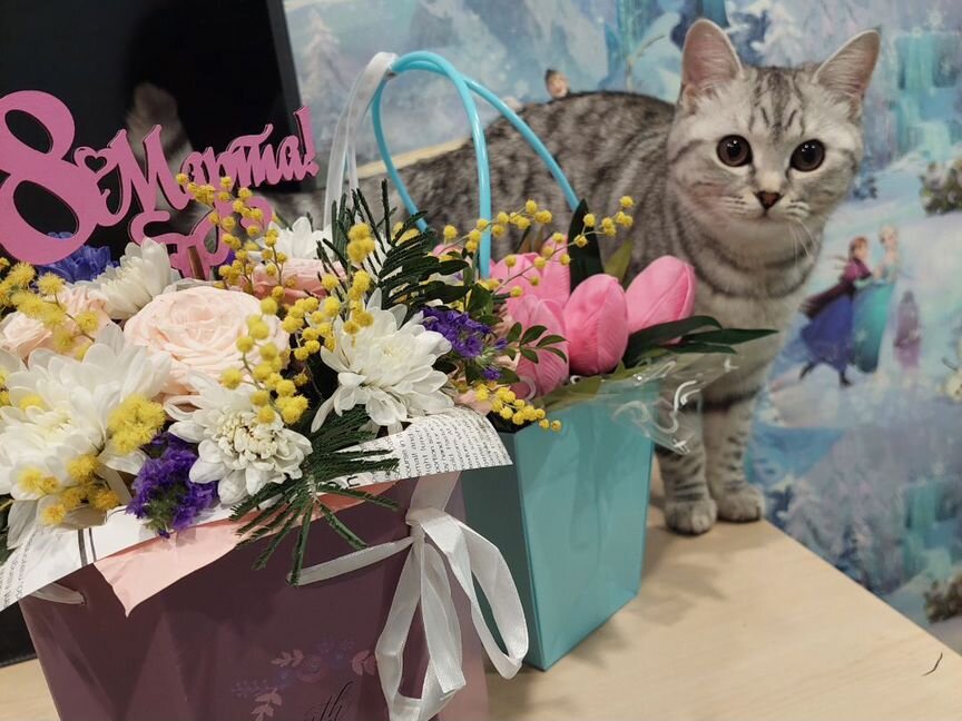Шотландская молодая кошечка