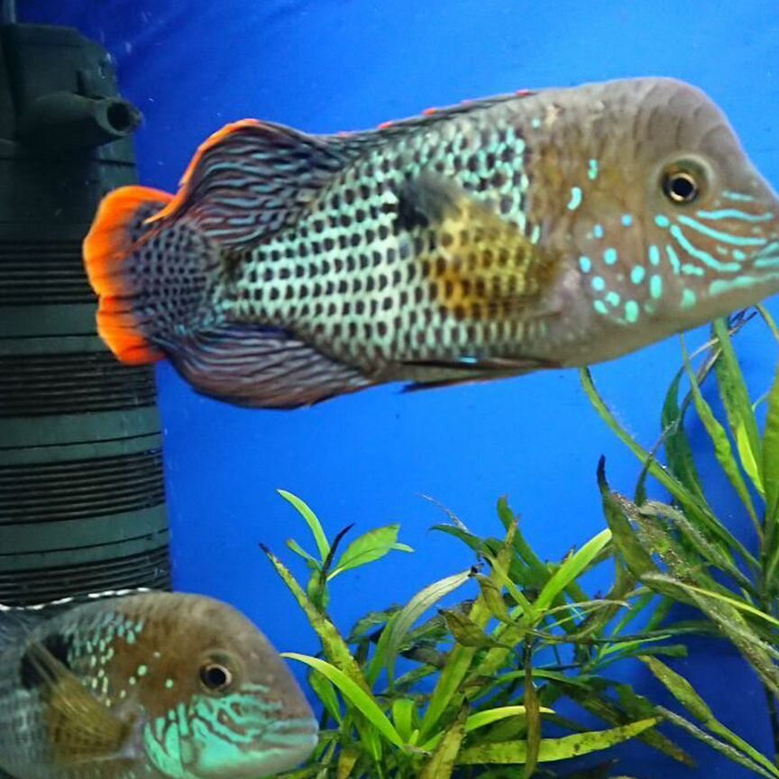 Акара бирюзовая