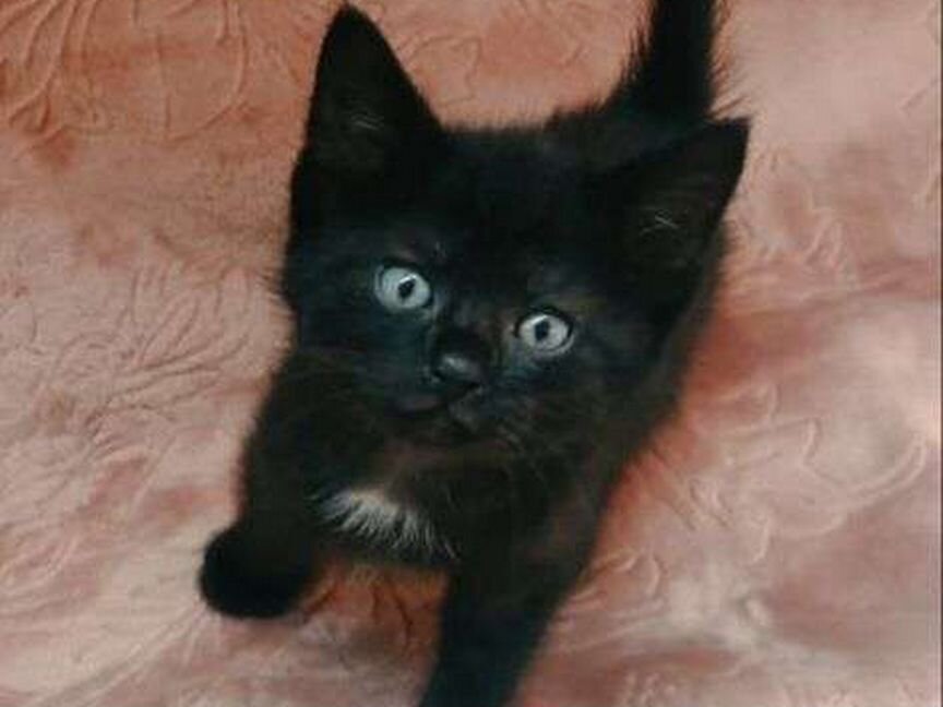 Котенок 1,5 мес. Ищет дом. Веселый урчалка