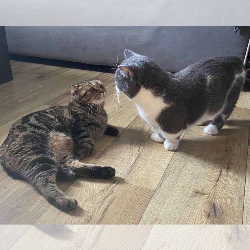 Манчкин, кот вязка