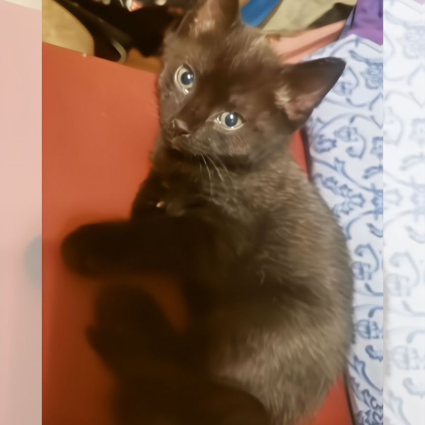 Котёнок в добрые руки