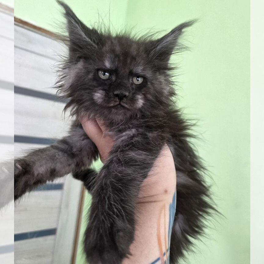 Мейн-кун котёнок