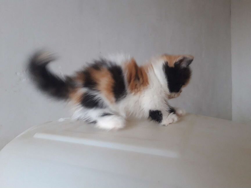 Манчкин минуэт супер короткие лапки