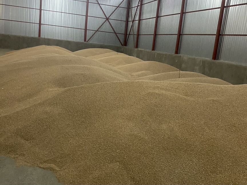 Зерно пшеница ячмень