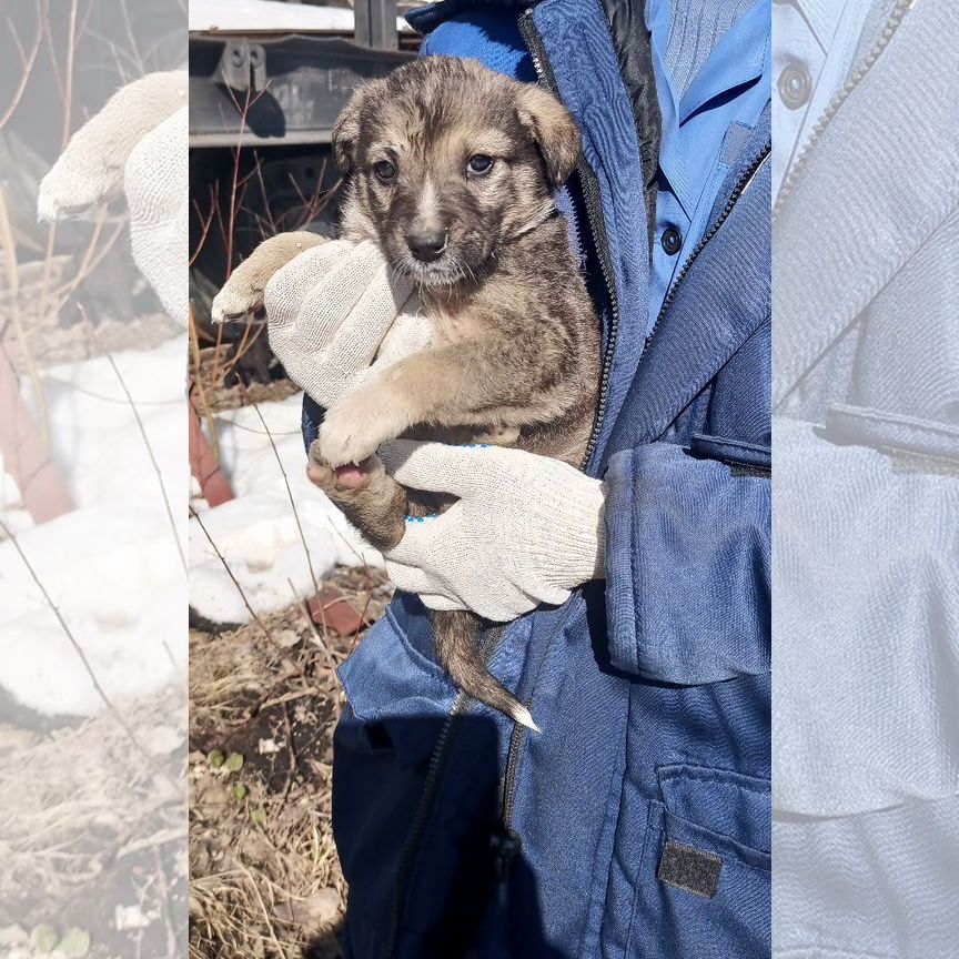 Щенок в добрые руки