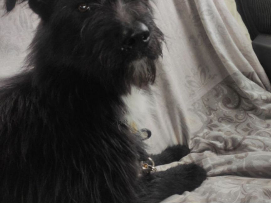 Метис ризеншнауцера