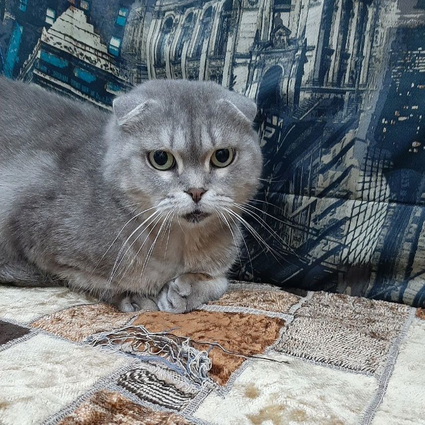 Красавица Лекса в добрые руки