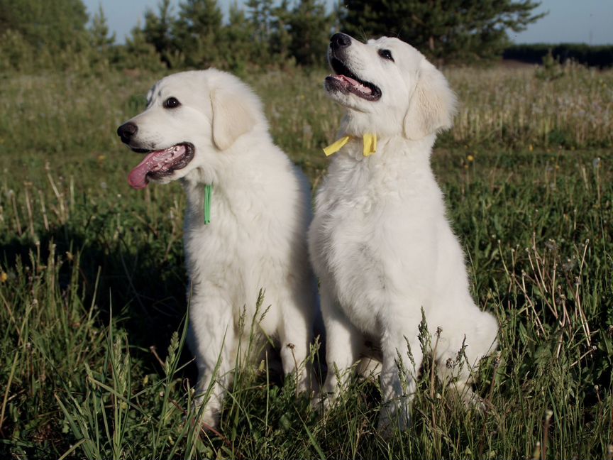 Щенки словацкого чувача