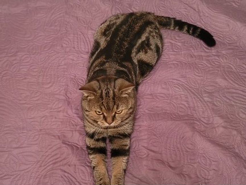 Шотландский кот вязка