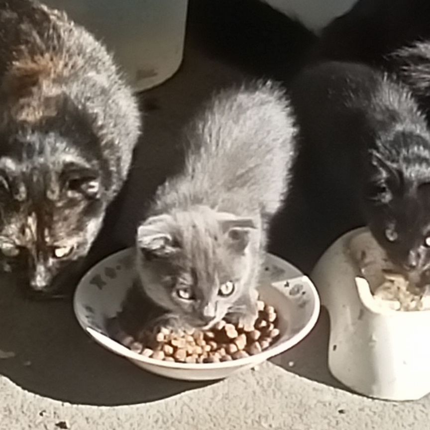 Кошка с котятами