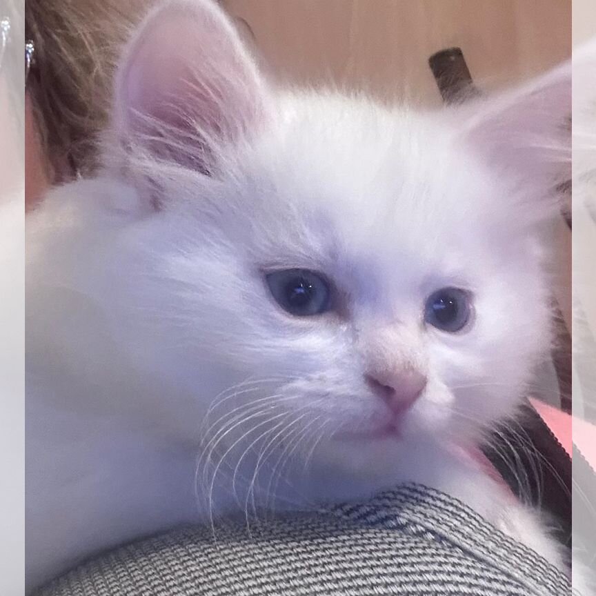 Белоснежные котята