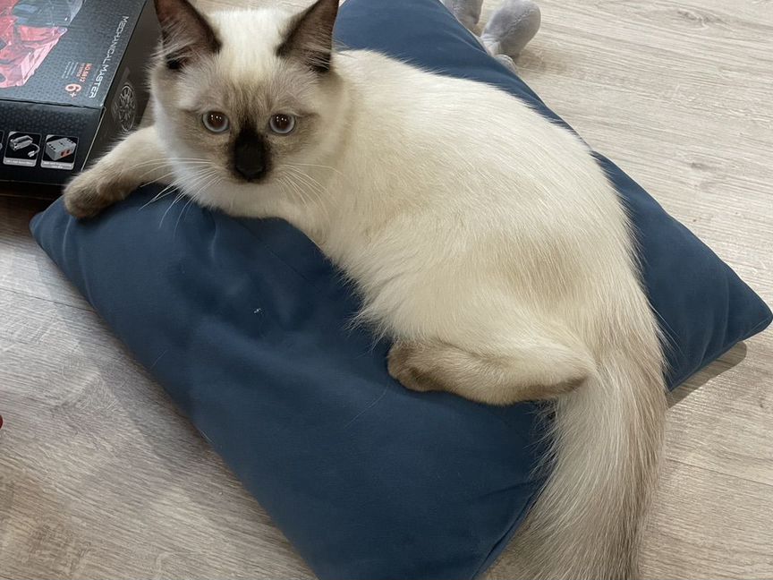 Котята Священная бирма