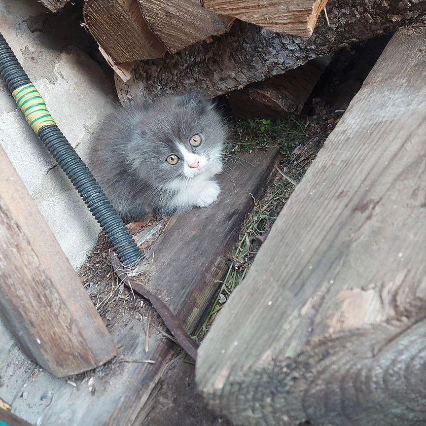 Отдам котят добрые руки
